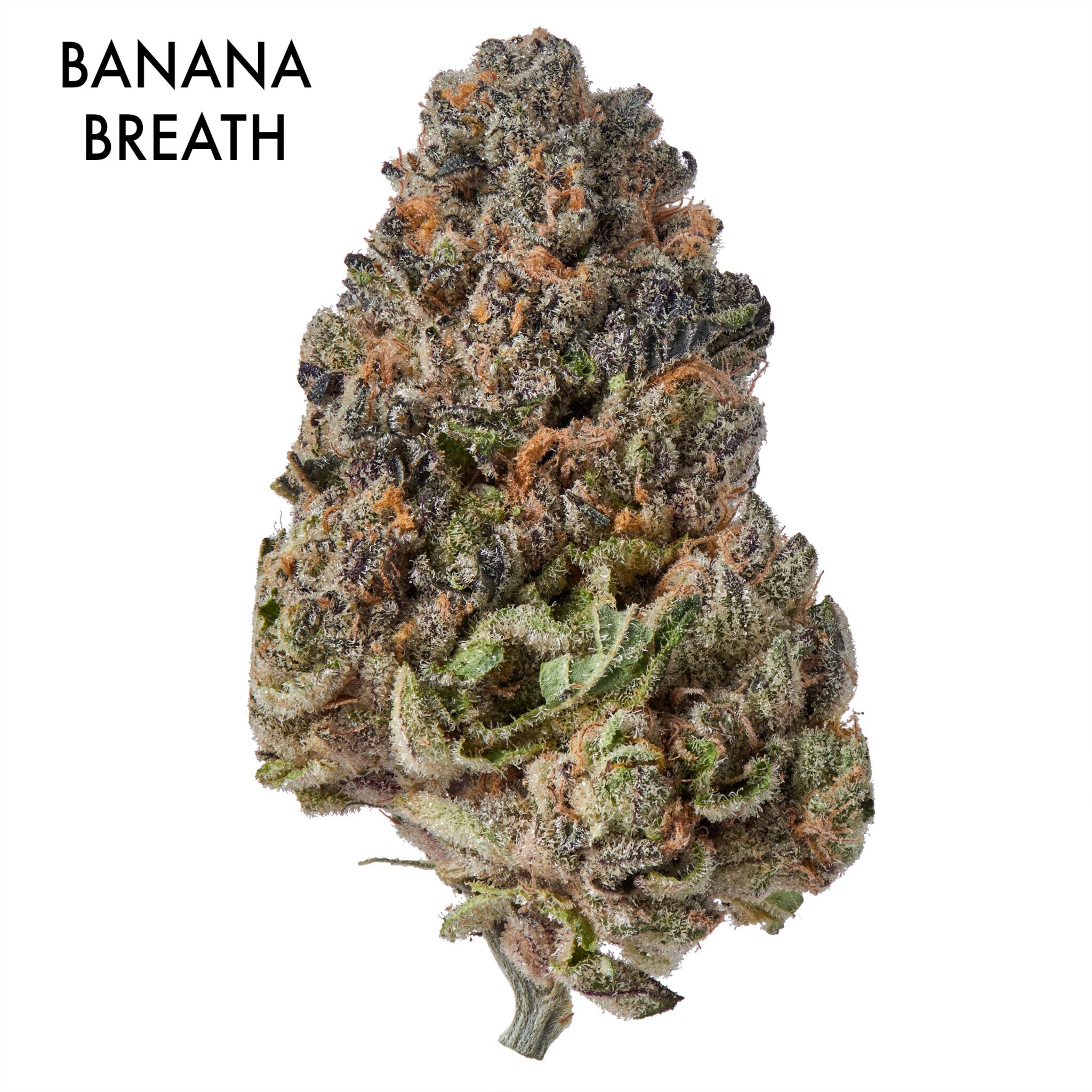 1 OUNCE JAR – BANANA BREATH – Canna Trust Delivery Service